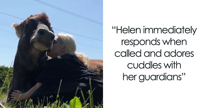 This Blind Cow Can’t Stop Cuddling With The People Who Rescued Her From ...