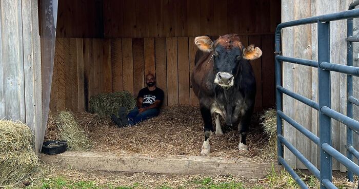 This Blind Cow Can’t Stop Cuddling With The People Who Rescued Her From ...