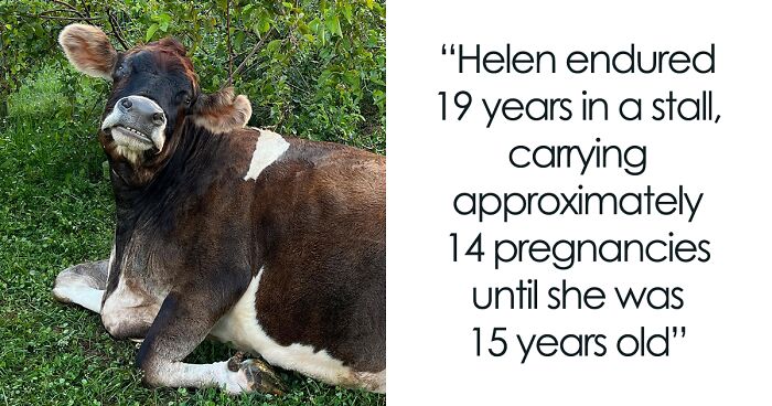 This Blind Cow Can’t Stop Cuddling With The People Who Rescued Her From ...
