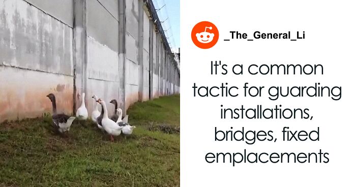 Brazilian Prison Uses Instinctively Protective “Geese Agents” To Ensure ...
