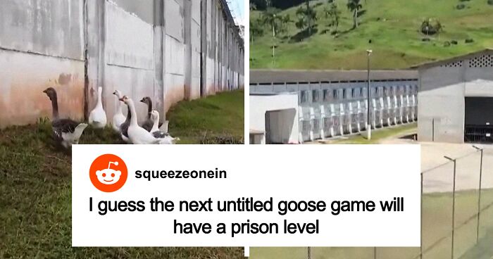 Brazilian Prison Uses Instinctively Protective “Geese Agents” To Ensure ...