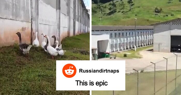 Brazilian Prison Uses Instinctively Protective “Geese Agents” To Ensure ...