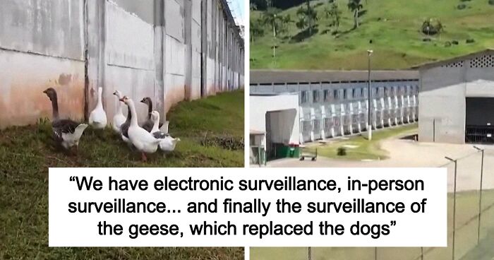 Brazilian Prison Uses Instinctively Protective “Geese Agents” To Ensure ...