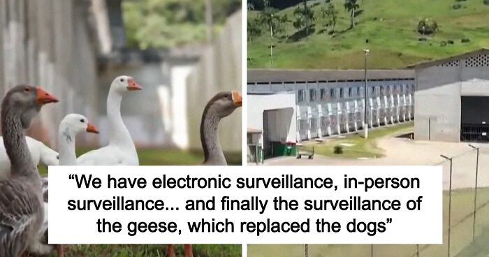 Brazilian Prison Uses Instinctively Protective “Geese Agents” To Ensure ...