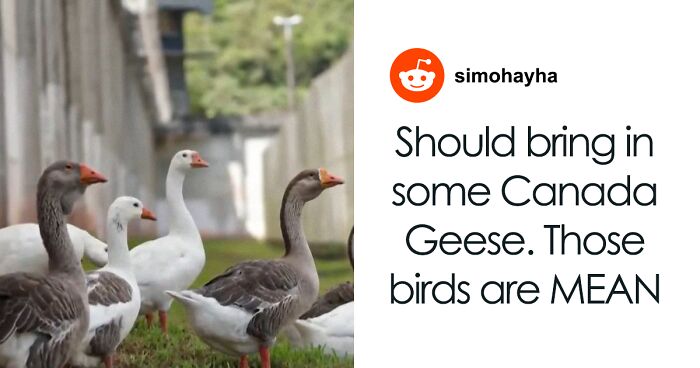 Brazilian Prison Uses Instinctively Protective “Geese Agents” To Ensure ...