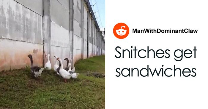 Brazilian Prison Uses Instinctively Protective “Geese Agents” To Ensure ...