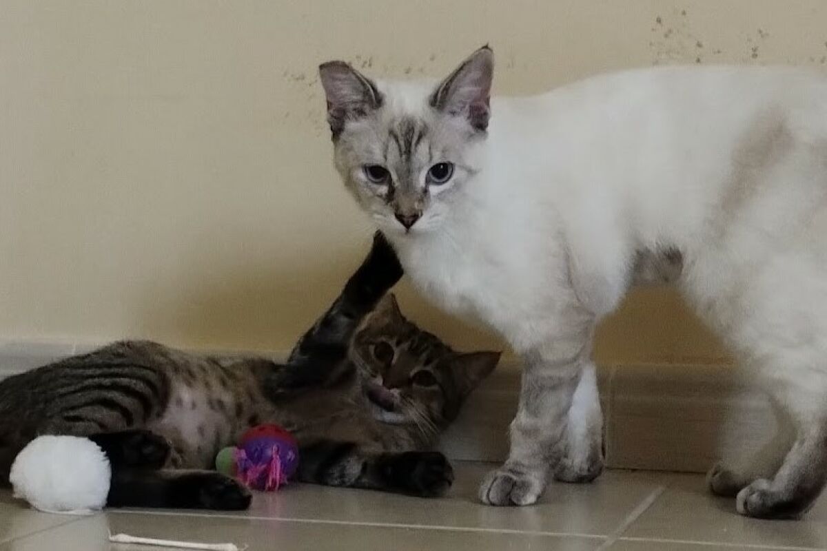 These Two Orphaned Kittens Are Learning To Enjoy The Warmth Of A Home ...