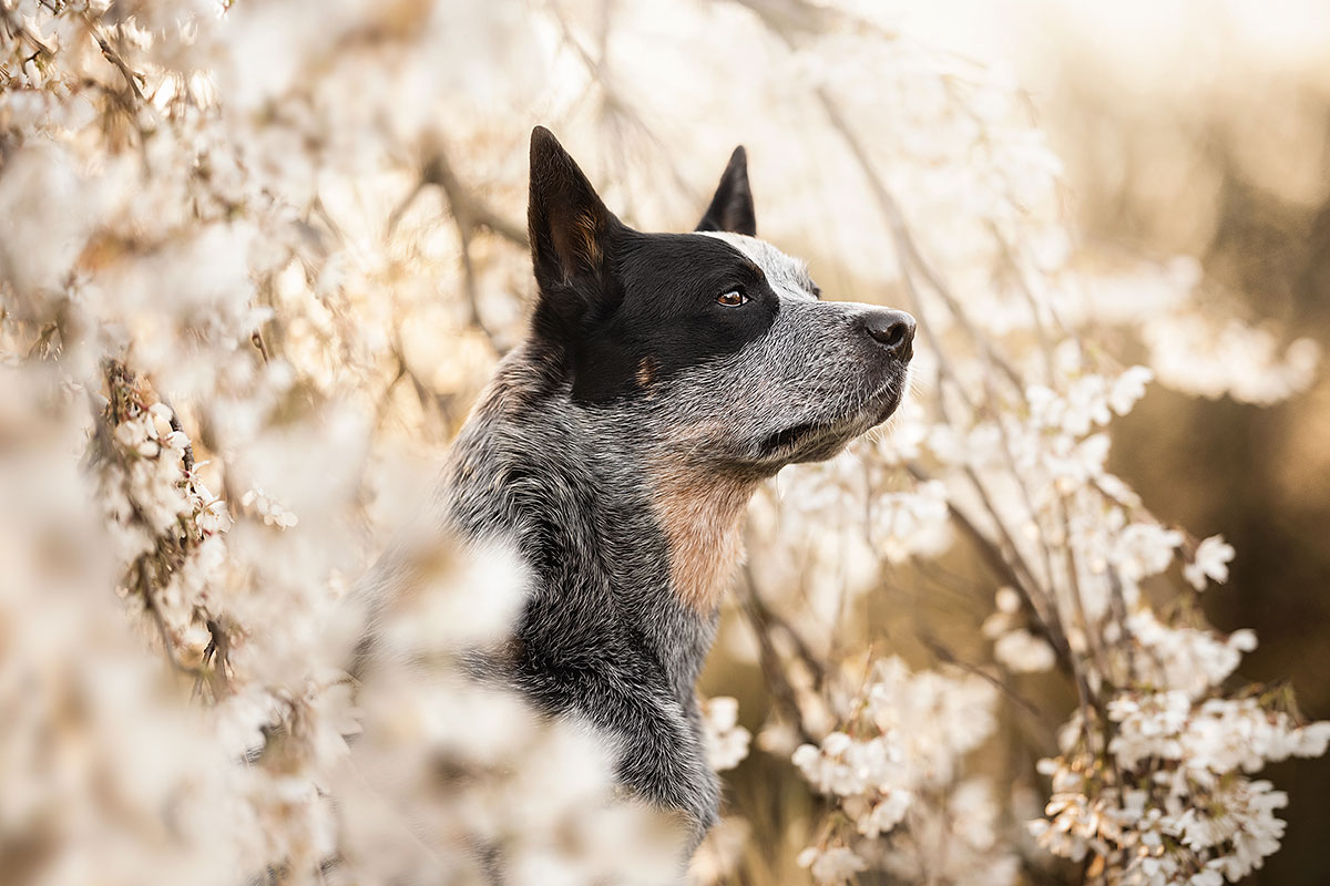 I Took Pictures Of Dogs In Different Parts Of The World (31 Pics ...