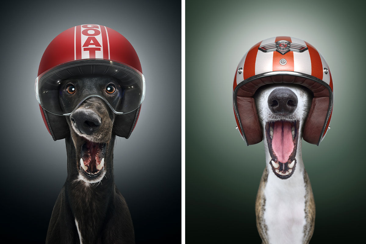 We Portrayed Our Four-Legged Companions As The Fastest Dogs In The ...