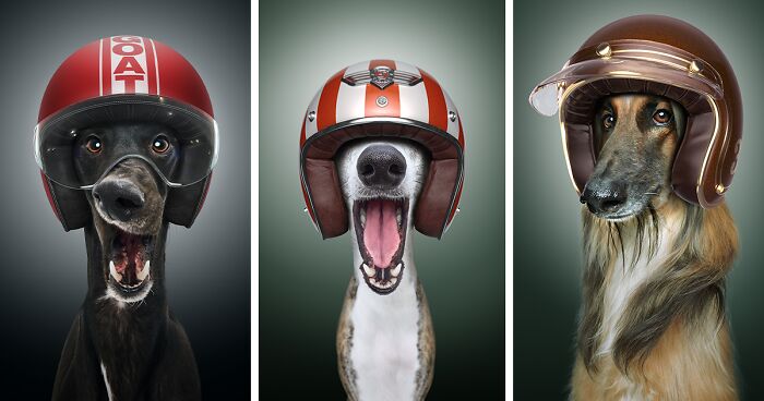 We Portrayed Our Four-Legged Companions As The Fastest Dogs In The ...