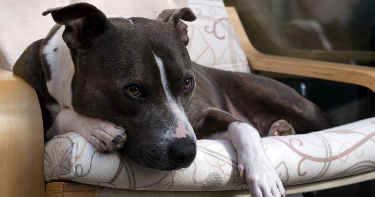 The Smokey Project: A Story Of How Rescuing A Dog Inspired Me To Help ...