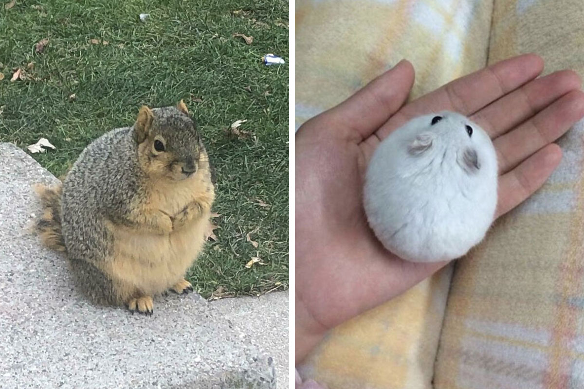 50 Of The Roundest Animals To Make Your Heart Flutter | Bored Panda
