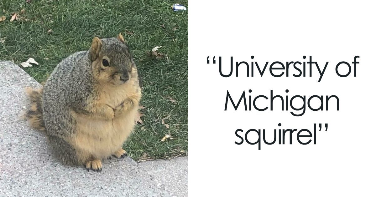 50 Of The Roundest Animals To Make Your Heart Flutter | Bored Panda