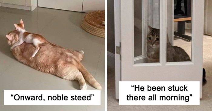 “Don’t Show Your Cat”: 40 Chucklesome Cat Pics And Memes Shared By This ...
