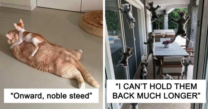 “Don’t Show Your Cat”: 40 Chucklesome Cat Pics And Memes Shared By This ...