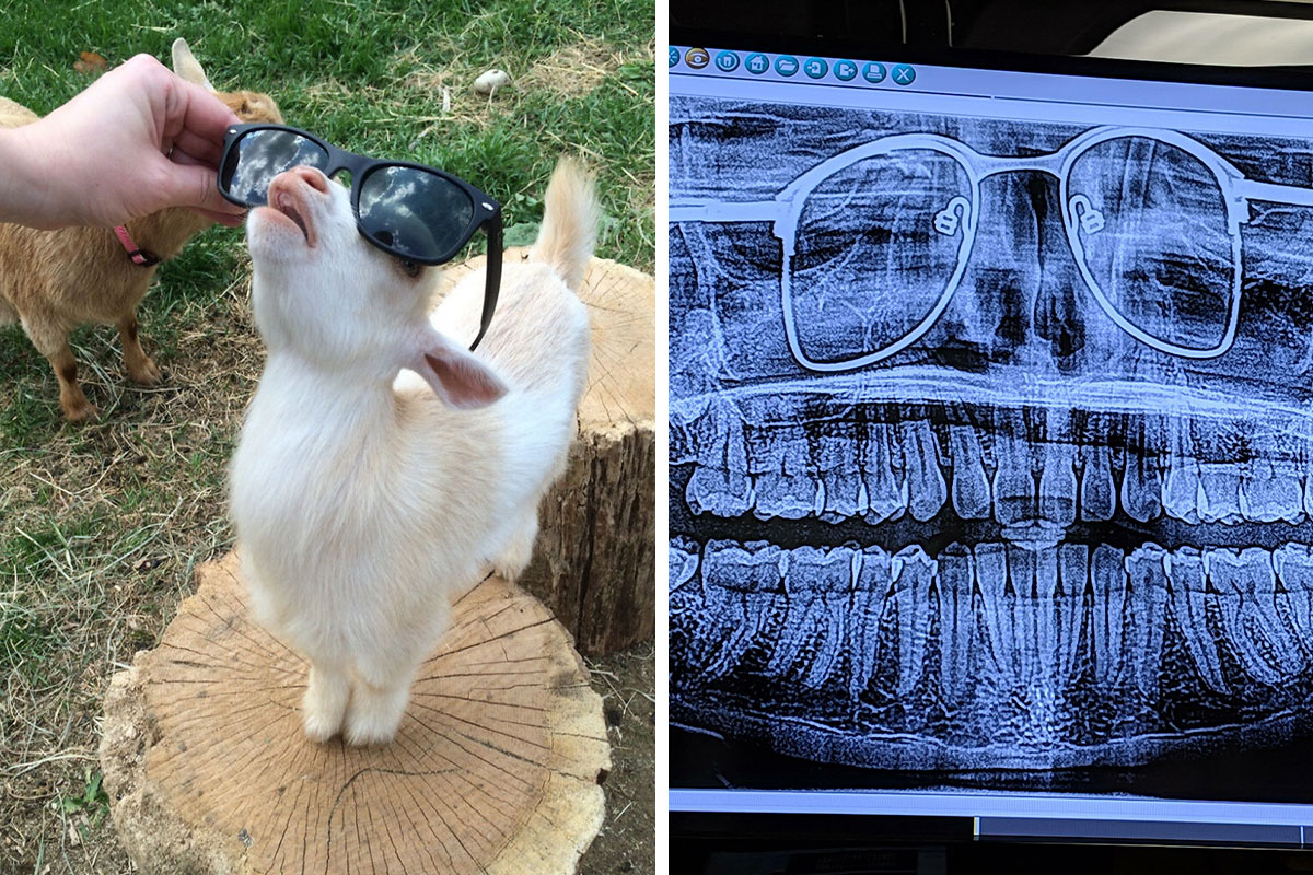 50 Times People Had The Funniest Glasses | Bored Panda