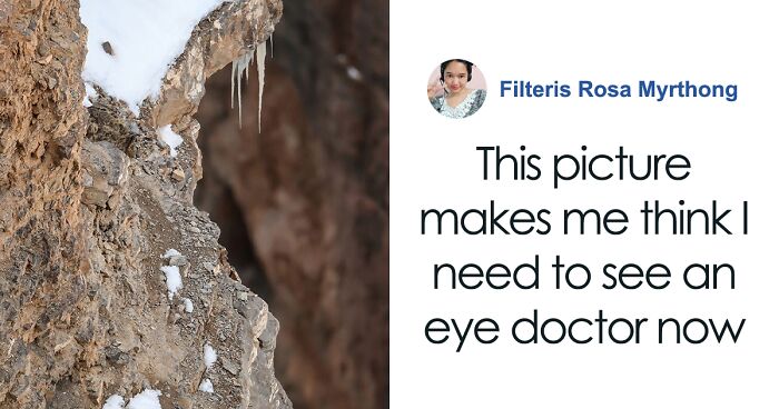 “I’m Losing My Mind”: People Go Crazy Trying To Spot The Snow Leopard ...