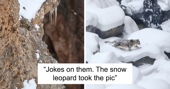 “I’m Losing My Mind”: People Go Crazy Trying To Spot The Snow Leopard ...
