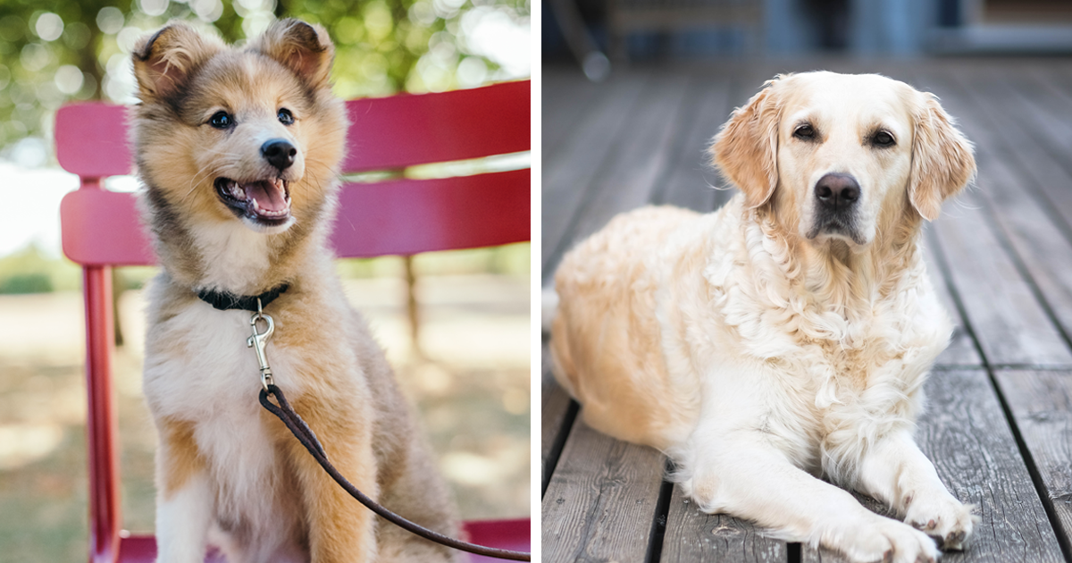 How Do Dogs Perceive Time: Do They Have a Sense Of Time? | Bored Panda