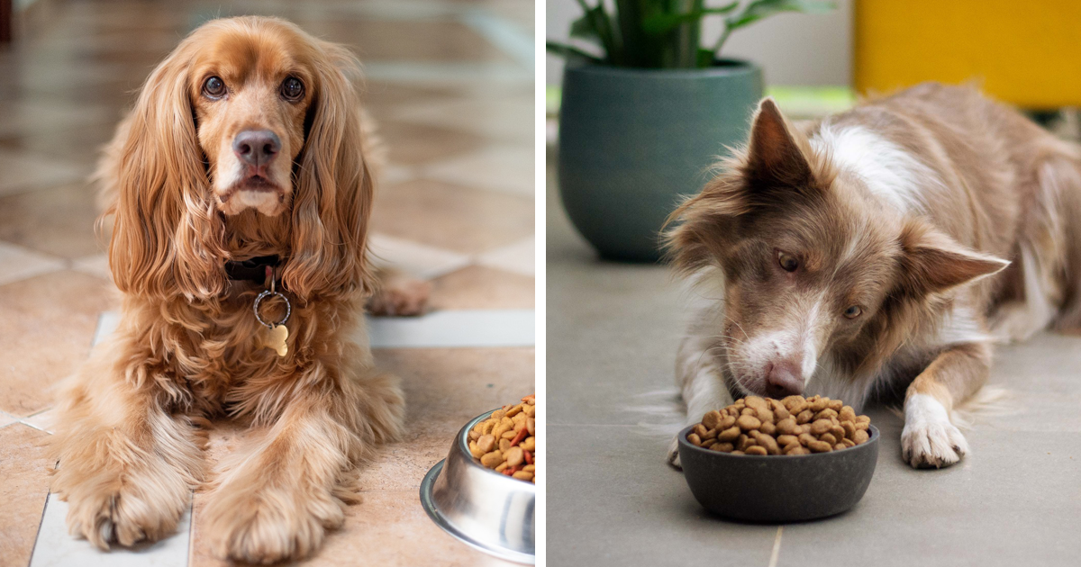 How to Give Pills to a Dog: All Ways Covered | Bored Panda