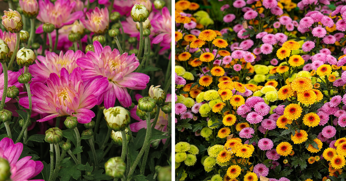 Expert-Approved Guide To Growing The Healthiest Mums | Bored Panda