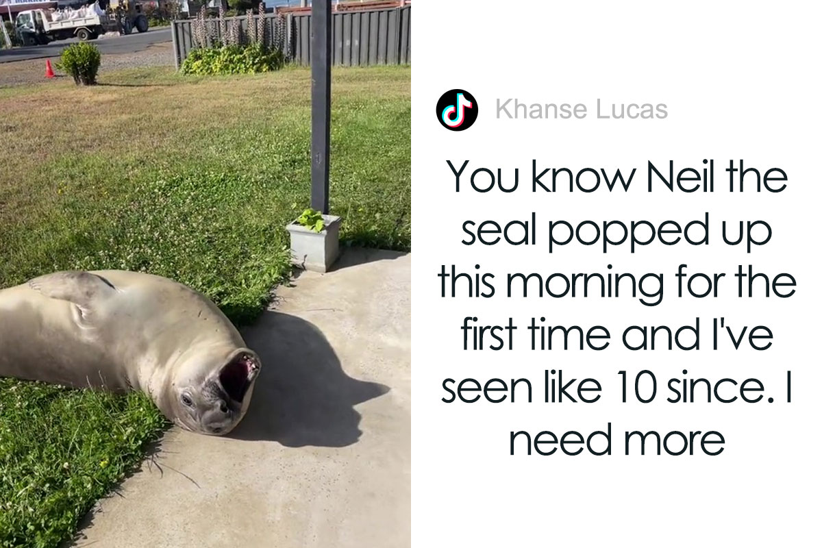 Niel The Seal Terrorizes Tiny Tasmanian Town And The Internet Adores Him