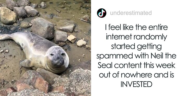 Niel The Seal Terrorizes Tiny Tasmanian Town And The Internet Adores Him