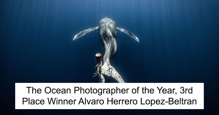 28 Breathtaking Images Taken Of Marine Life That Won The Ocean ...