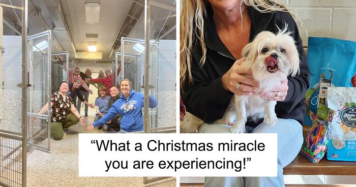 First Time In 50 Years That Animal Shelter Is Empty After 600 Dogs Get ...