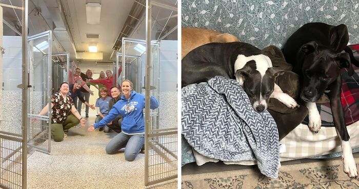 First Time In 50 Years That Animal Shelter Is Empty After 600 Dogs Get ...
