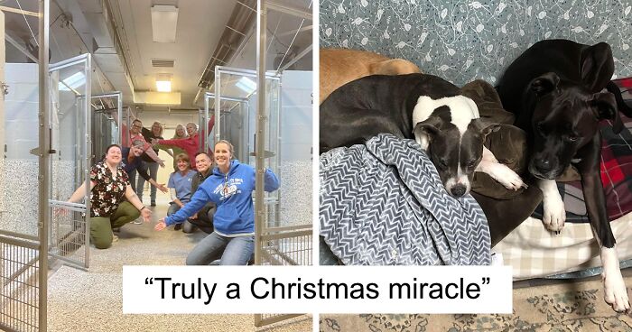 First Time In 50 Years That Animal Shelter Is Empty After 600 Dogs Get ...