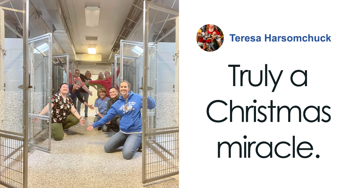 First Time In 50 Years That Animal Shelter Is Empty After 600 Dogs Get ...