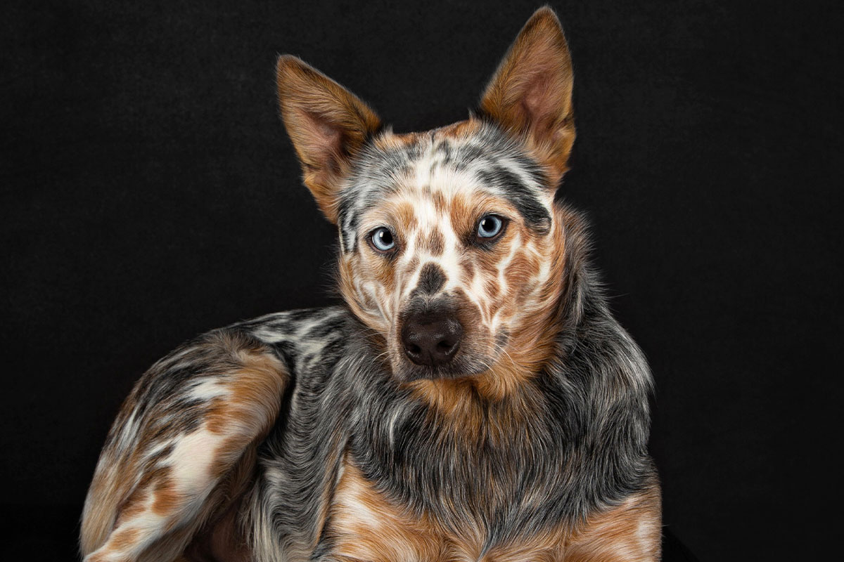 10 Heartwarming Pictures Of Adorable Deaf Dogs That Stole My Heart ...