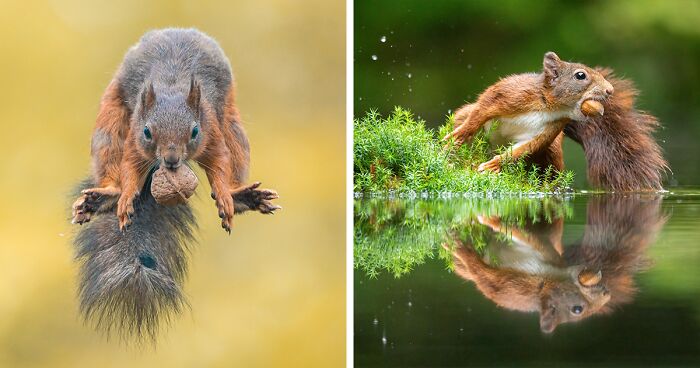 My 30 Photos That Showcase The Gymnastic Skills Of Red Squirrels ...