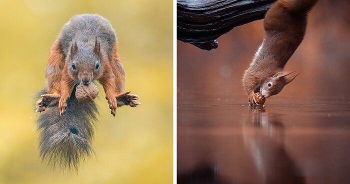 My 30 Photos That Showcase The Gymnastic Skills Of Red Squirrels | Bored Panda