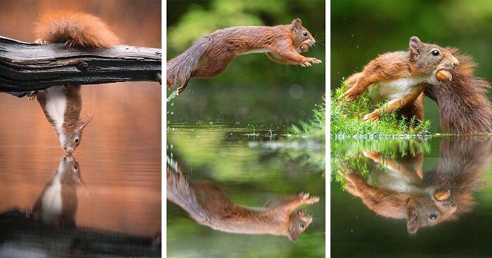 My 30 Photos That Showcase The Gymnastic Skills Of Red Squirrels ...