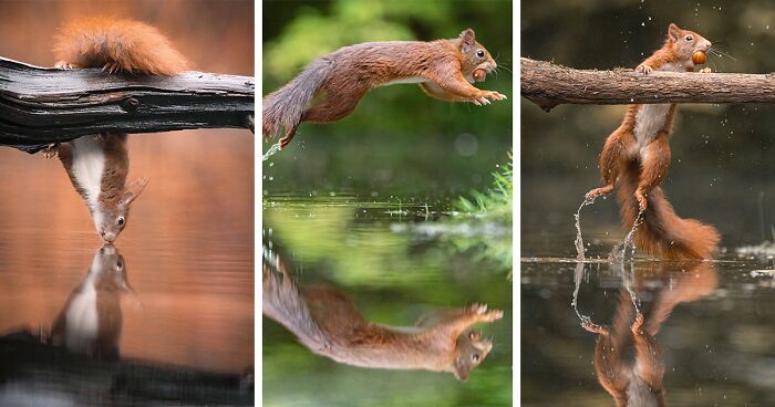 My 30 Photos That Showcase The Gymnastic Skills Of Red Squirrels ...