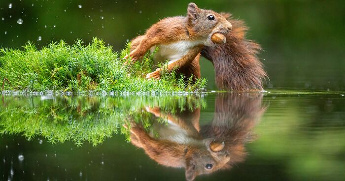 My 30 Photos That Showcase The Gymnastic Skills Of Red Squirrels ...