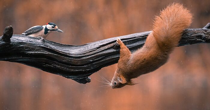 My 30 Photos That Showcase The Gymnastic Skills Of Red Squirrels ...