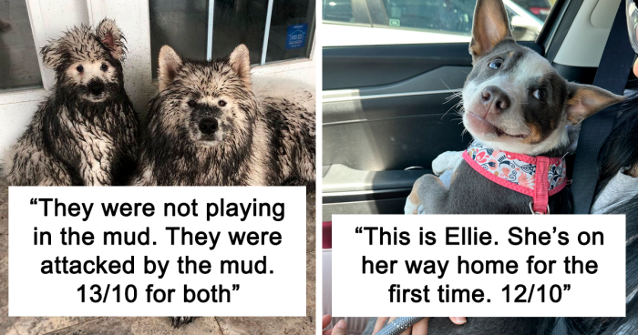 50 Hilariously Wholesome Dog Ratings To Brighten Up Your Day (New Pics)