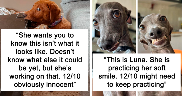 50 Hilariously Wholesome Dog Ratings To Brighten Up Your Day (New Pics)