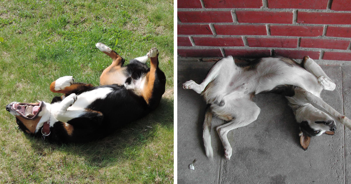 Red Rash On Dog S Belly And Groin Pain - Infoupdate.org