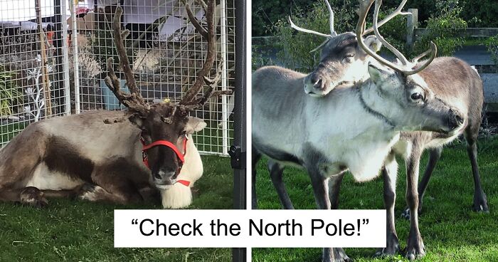 Reindeer Found On Suffolk’s A-Road After Running Away From ‘Santa’s ...