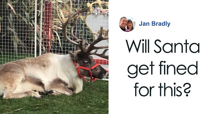 Reindeer Found On Suffolk’s A-Road After Running Away From ‘Santa’s ...