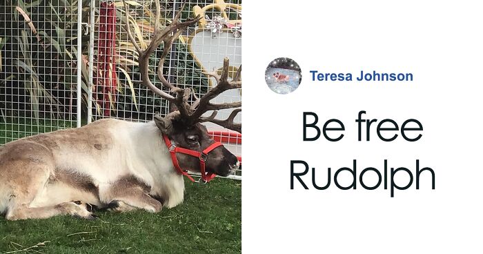 Reindeer Found On Suffolk’s A-Road After Running Away From ‘Santa’s ...
