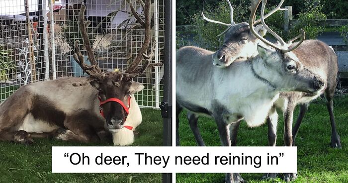 Reindeer Found On Suffolk’s A-Road After Running Away From ‘Santa’s ...