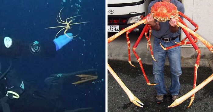 Someone Asks What’s The Scariest Thing In The Ocean That Has Photo ...