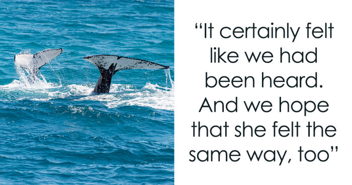 “We’ve Been Heard”: Scientists Communicate With A Whale For 20 Minutes ...