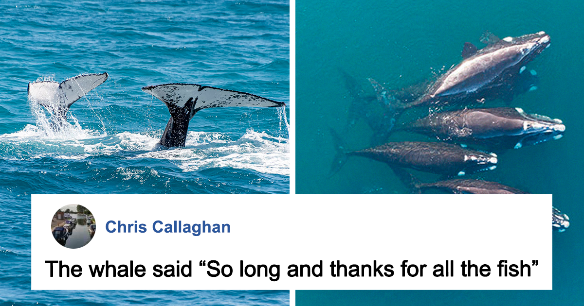 “We’ve Been Heard”: Scientists Communicate With A Whale For 20 Minutes ...