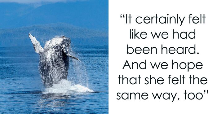 “We’ve Been Heard”: Scientists Communicate With A Whale For 20 Minutes ...